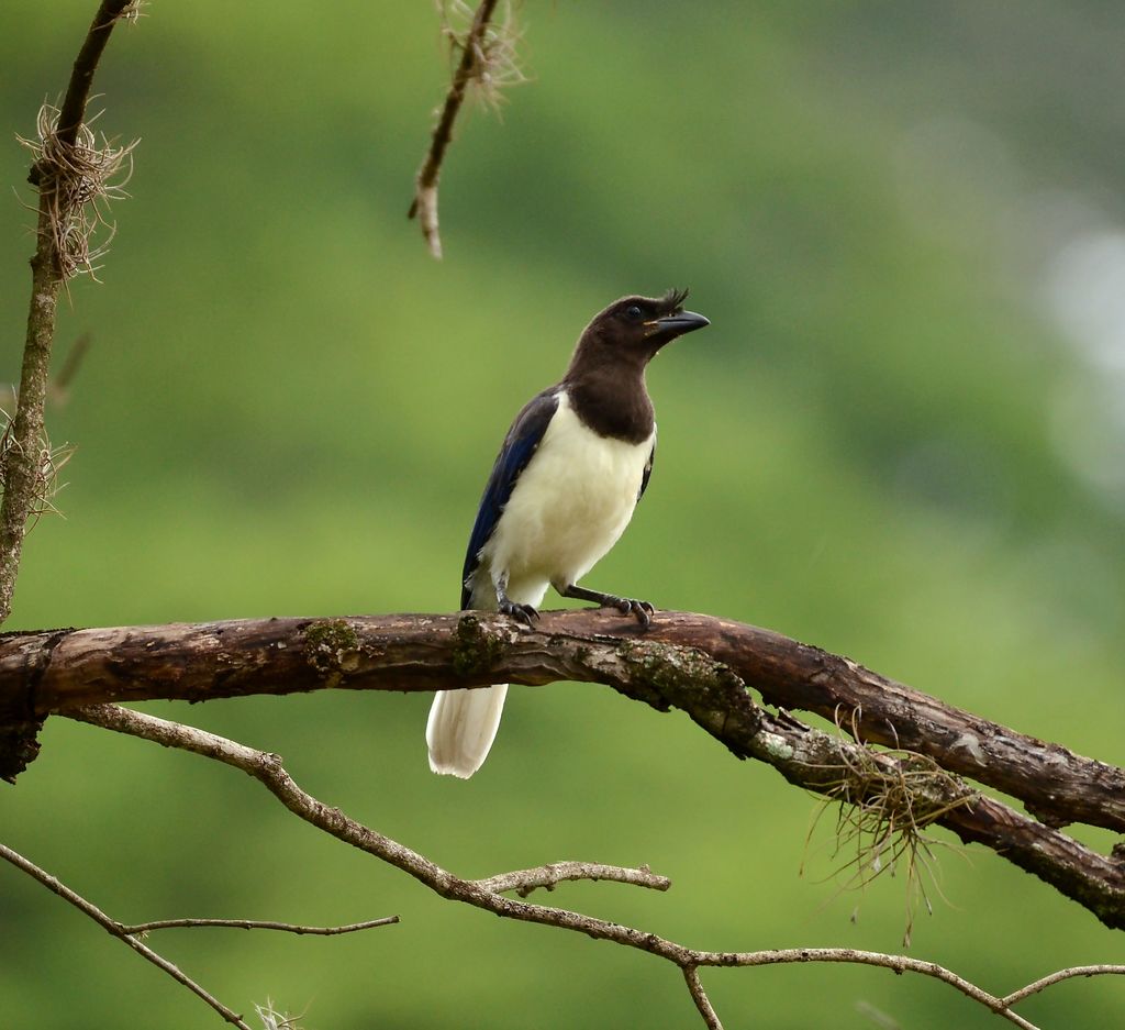 Foto gralha-do-campo (Cyanocorax cristatellus) Por João de Almeida ...