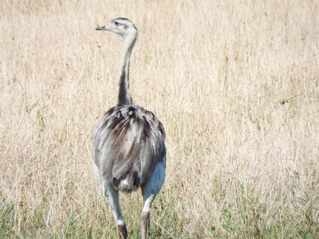 Foto ema (Rhea americana) Por Rafael Peter | Wiki Aves - A Enciclopédia ...