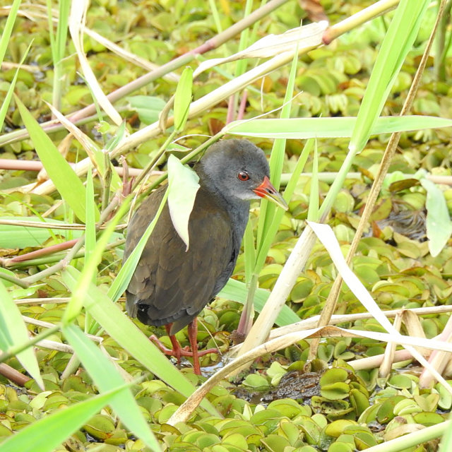 Foto turu-turu (Neocrex erythrops) Por Rafael P. Almeida | Wiki Aves ...