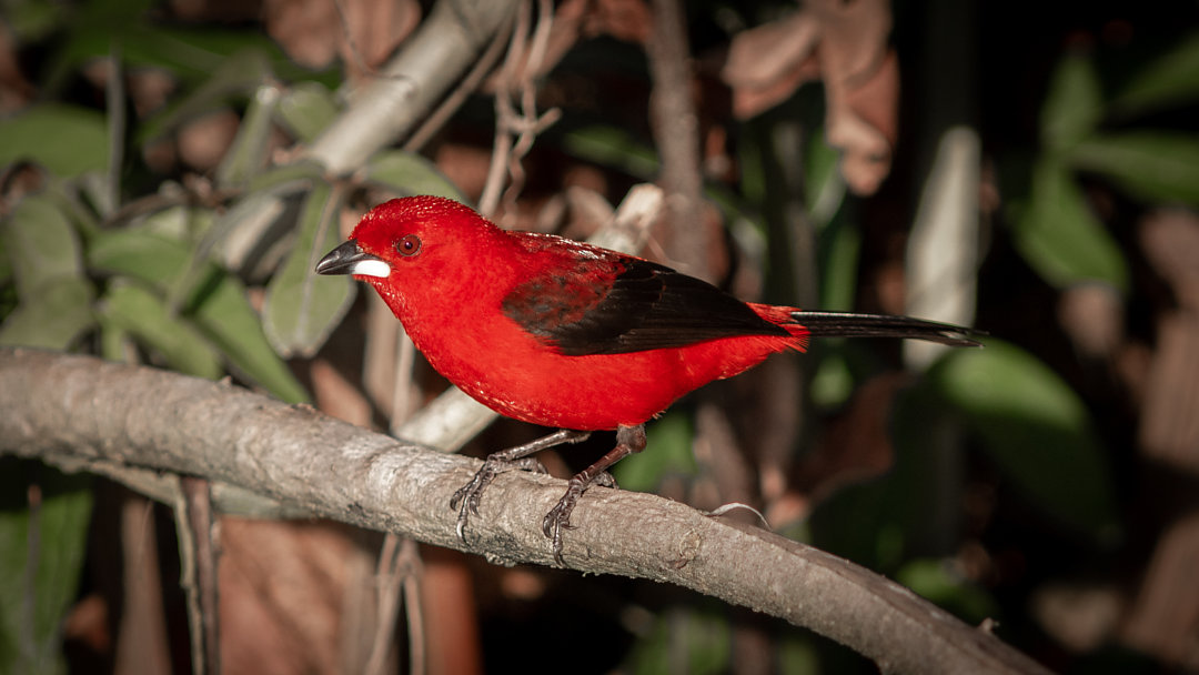 Foto tiê-sangue (Ramphocelus bresilia) Por Diego Murta | Wiki Aves - A ...