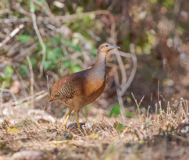 zabelê (Crypturellus zabele) | WikiAves - A Enciclopédia das Aves do Brasil