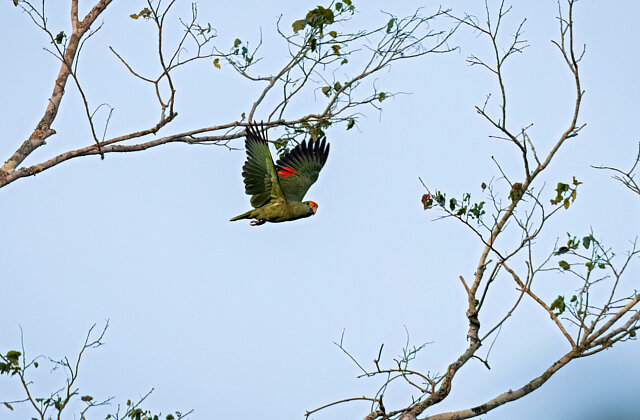 Foto chauá (Amazona rhodocorytha) Por Marcia Tavares | Wiki Aves - A ...