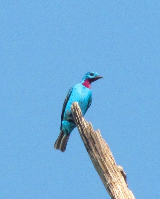 Foto anambé-azul (Cotinga cayana) Por Danilo Mota | Wiki Aves - A ...