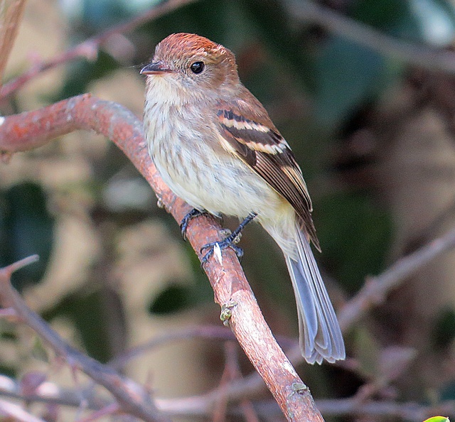 Foto filipe (Myiophobus fasciatus) Por Carlos Ferreira | Wiki Aves - A ...
