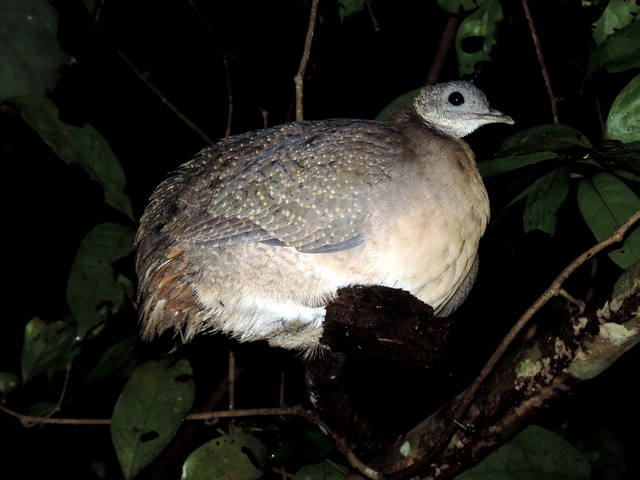 Foto inhambu-galinha (Tinamus guttatus) Por Jailson Martins 3 | Wiki ...