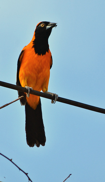 Foto joão-pinto (Icterus croconotus) Por José R. Mathia | Wiki Aves - A ...