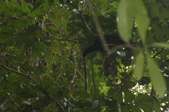 mutum-do-nordeste (Pauxi mitu) | WikiAves - A Enciclopédia das Aves do ...