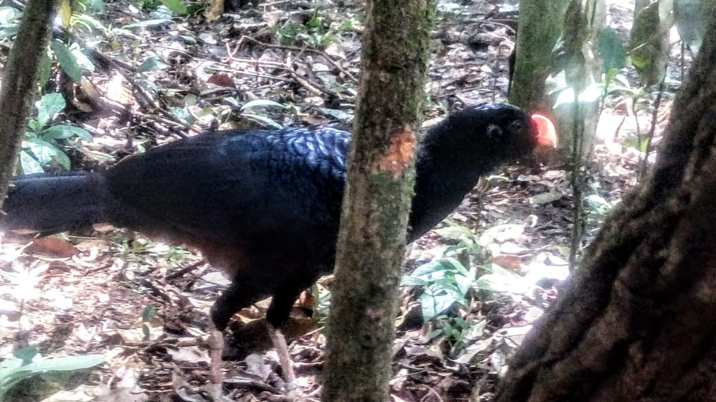 Foto mutum-do-nordeste (Pauxi mitu) Por Marcos Wasilewski | Wiki Aves ...