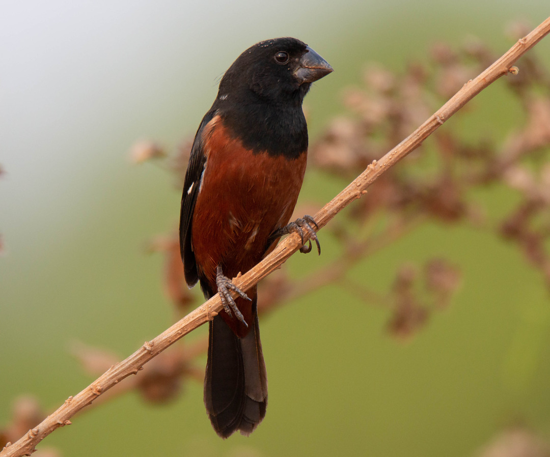 Foto curió (Sporophila angolensis) Por Marco A. Lemos | Wiki Aves - A ...