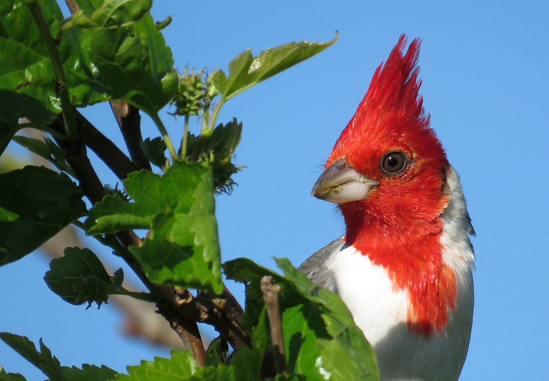 Foto cardeal (Paroaria coronata) Por Fernanda Spenst | Wiki Aves - A ...