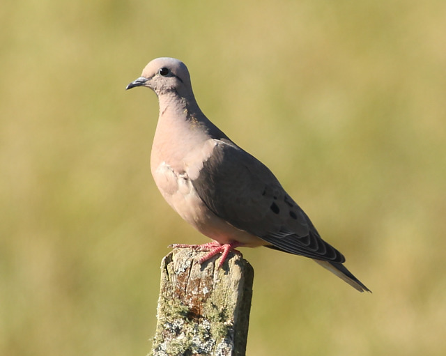 Foto avoante (Zenaida auriculata) Por Jairo Ortiz Costa | Wiki Aves - A ...