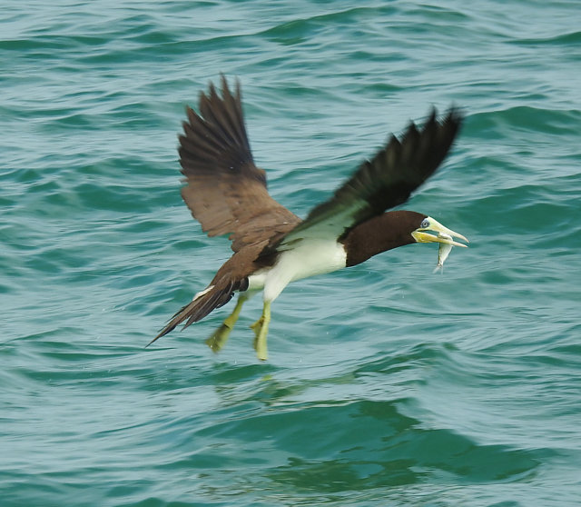 Foto atobá-pardo (Sula leucogaster) Por Cesar Francischetti | Wiki Aves ...