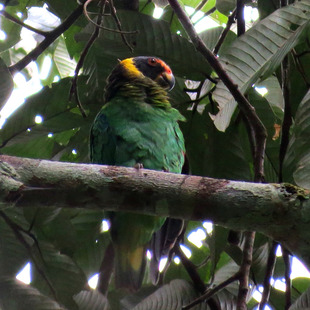 curica-urubu (Pyrilia vulturina) | WikiAves - A Enciclopédia das Aves ...