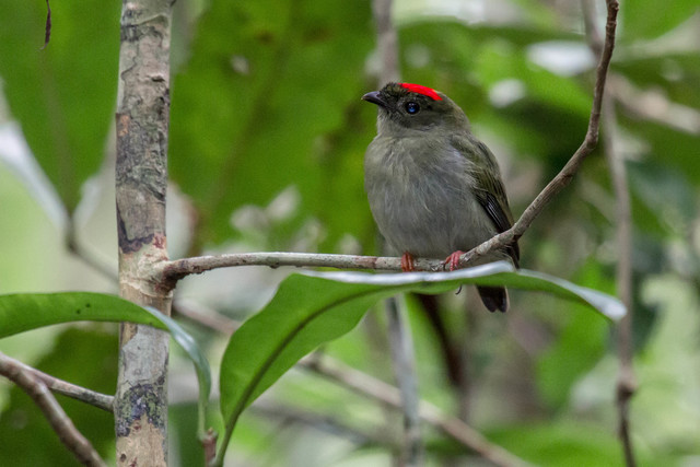Foto tangará-príncipe (Chiroxiphia pareola) Por Marcelino Dias | Wiki ...