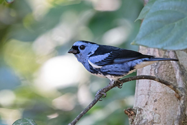 Foto cambada-de-chaves (Tangara brasiliensis) Por Solon Souza | Wiki ...