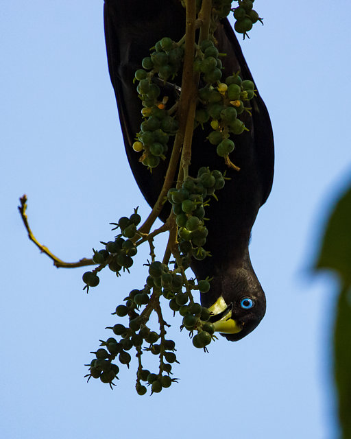 Foto guaxe (Cacicus haemorrhous) Por Raphael Amarante | Wiki Aves - A ...
