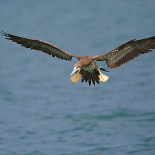 atobá-pardo (Sula leucogaster) | WikiAves - A Enciclopédia das Aves do ...