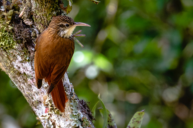 Foto arapaçu-escamoso (Lepidocolaptes squamatus) Por Thelma Gatuzzo ...