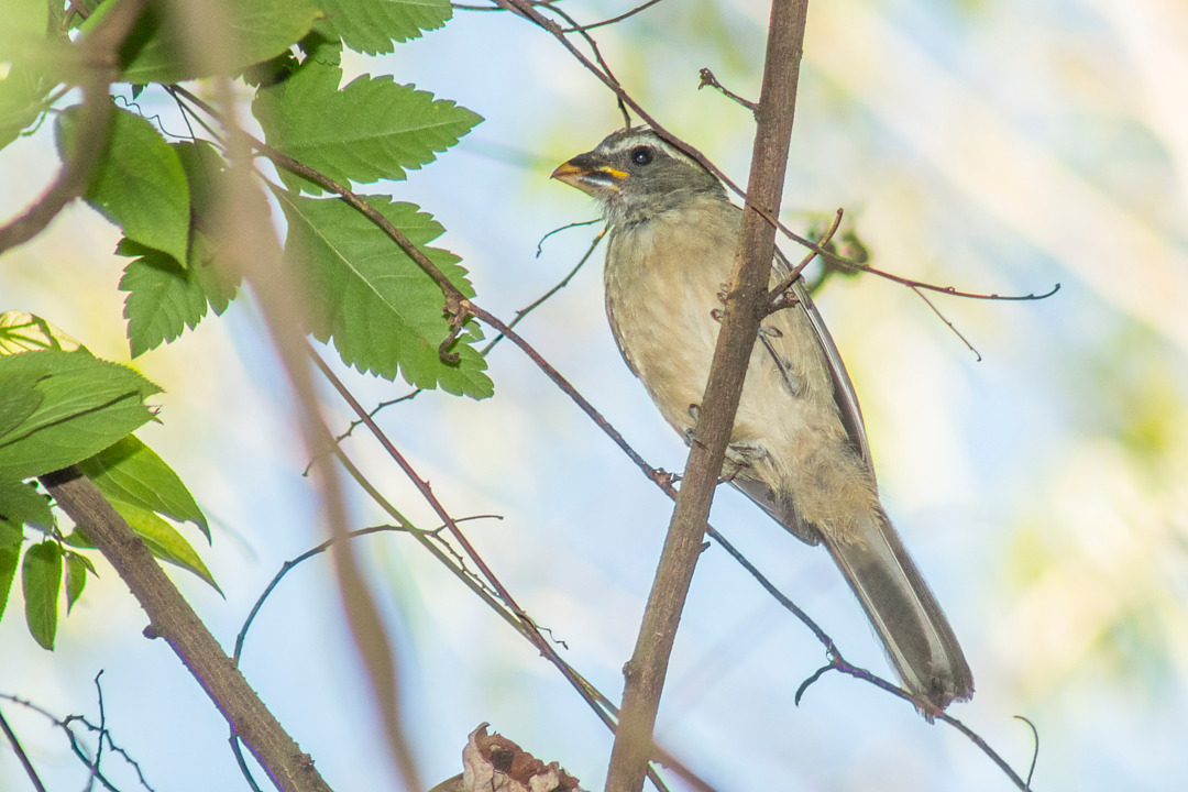 Foto trinca-ferro (Saltator similis) Por Arthur Alves | Wiki Aves - A ...