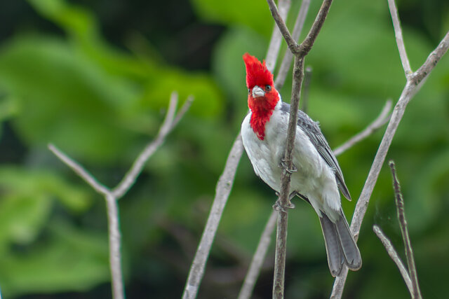 Foto cardeal (Paroaria coronata) Por Enéas G. Junior | Wiki Aves - A ...