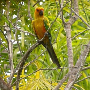cacaué (Aratinga maculata) | WikiAves - A Enciclopédia das Aves do Brasil