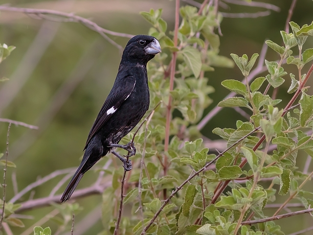 bicudinho (Sporophila crassirostris) | WikiAves - A Enciclopédia das ...