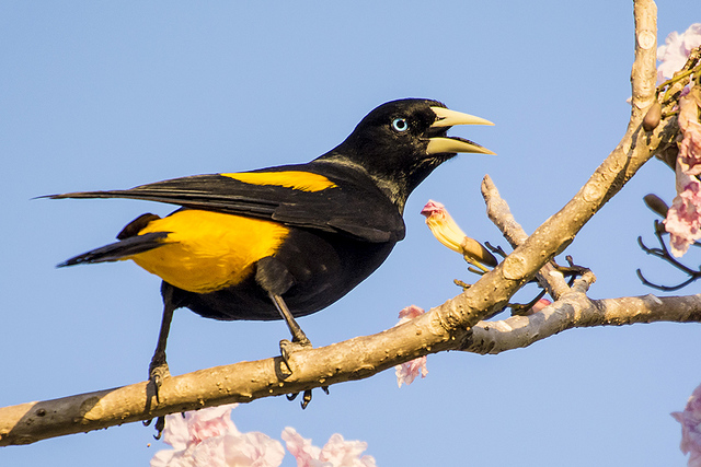 Foto xexéu (Cacicus cela) Por Ivan Cesar | Wiki Aves - A Enciclopédia ...