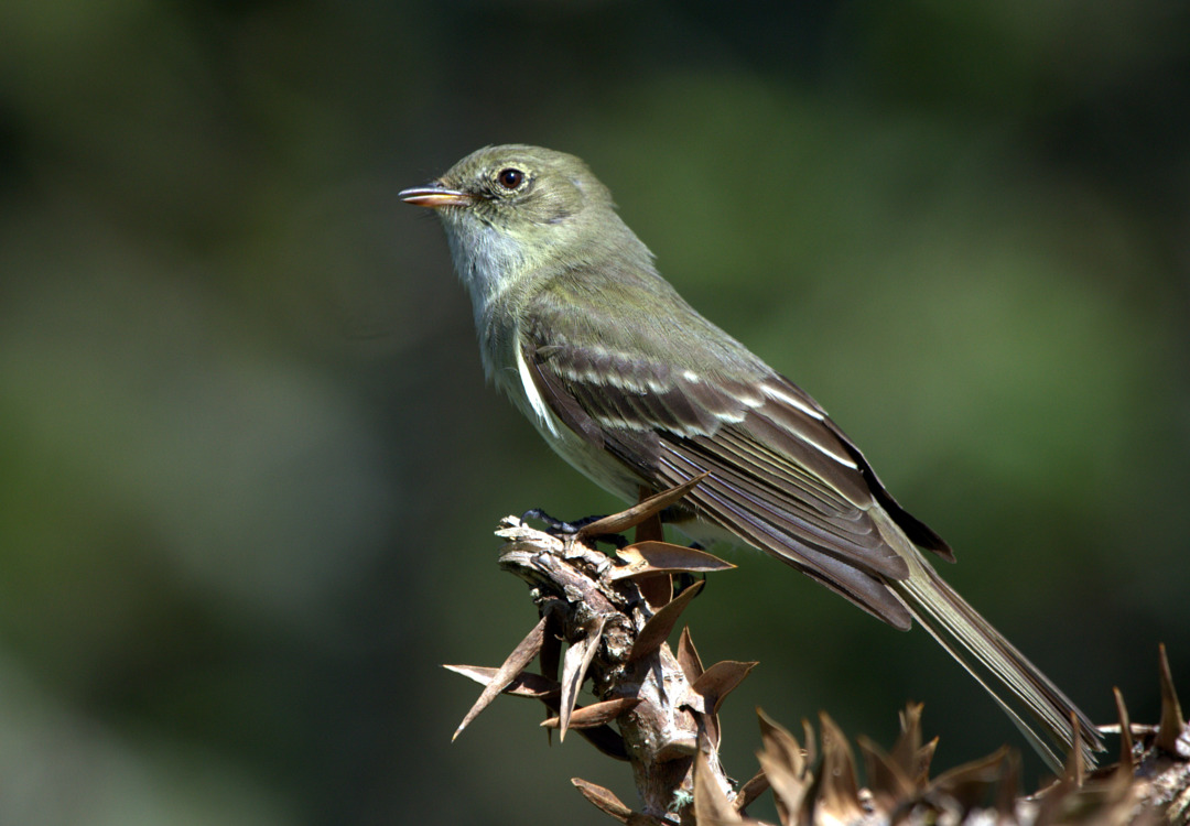 Foto tuque (Elaenia mesoleuca) Por José Branco | Wiki Aves - A ...