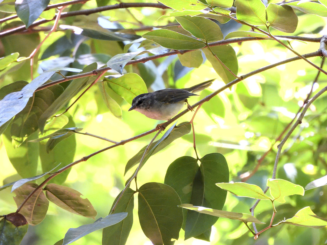 Foto pula-pula (Basileuterus culicivorus) Por Mateus Ferreira | Wiki ...
