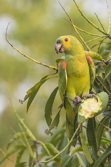 Foto papagaio-verdadeiro (Amazona aestiva) Por Adrian Rupp | Wiki Aves ...