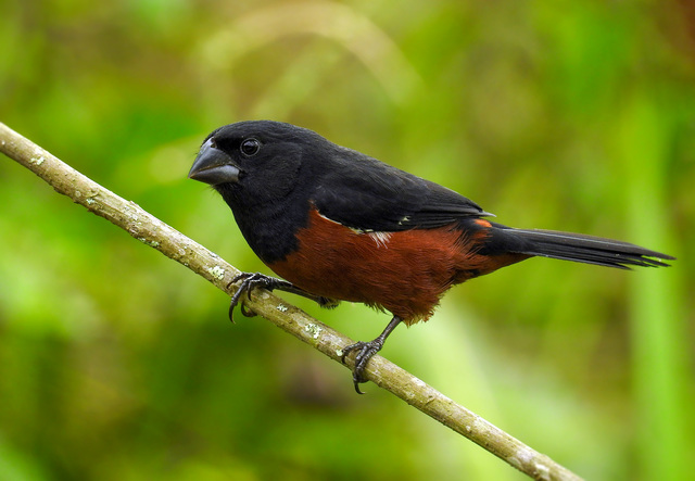 curió (Sporophila angolensis) | WikiAves - A Enciclopédia das Aves do ...