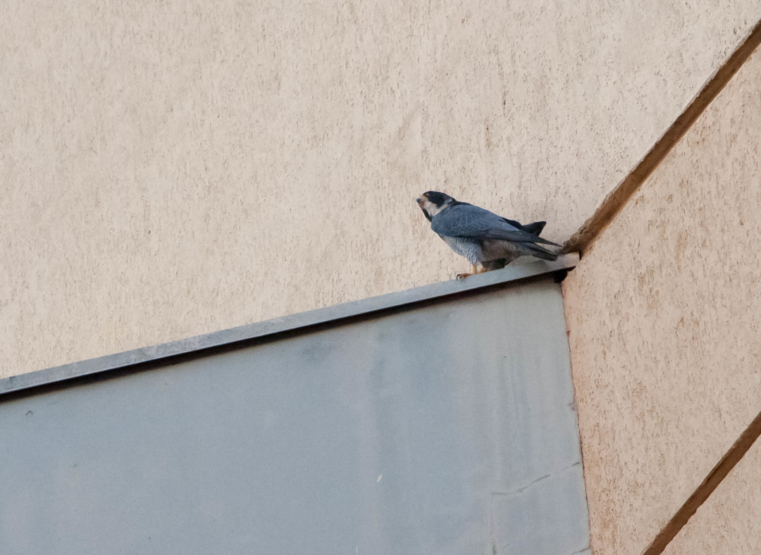 Foto falcão-peregrino (Falco peregrinus) Por Michelângelo Stamato ...