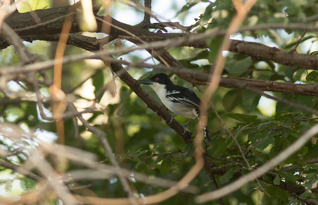 Foto choró-boi (Taraba major) Por Elvis - Japão | Wiki Aves - A ...