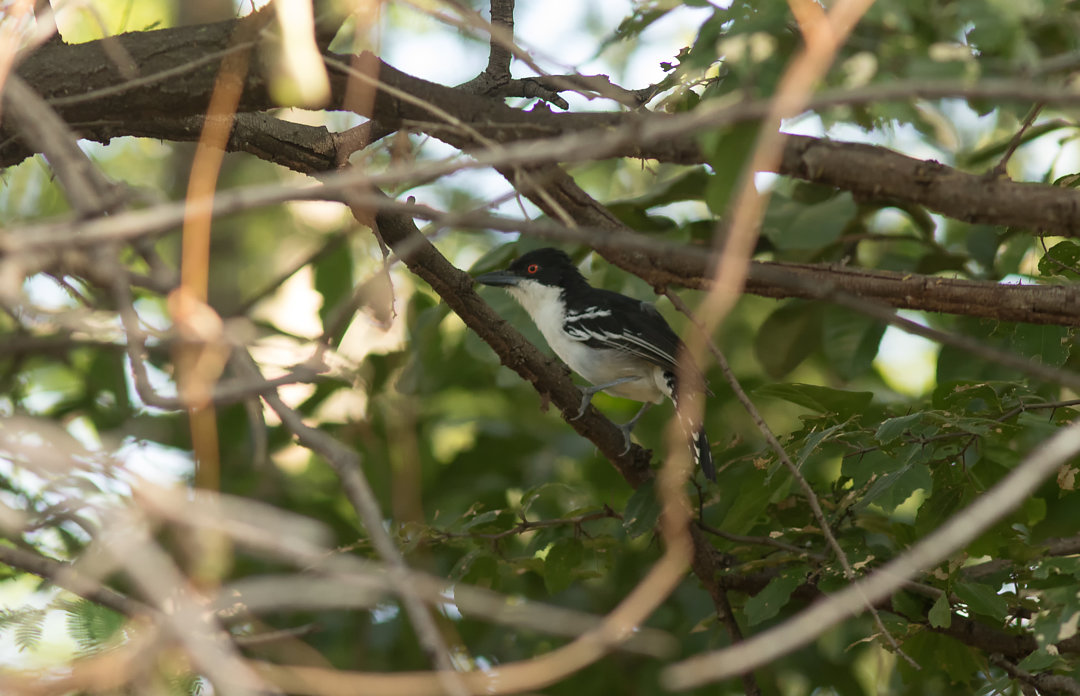 Foto choró-boi (Taraba major) Por Elvis - Japão | Wiki Aves - A ...