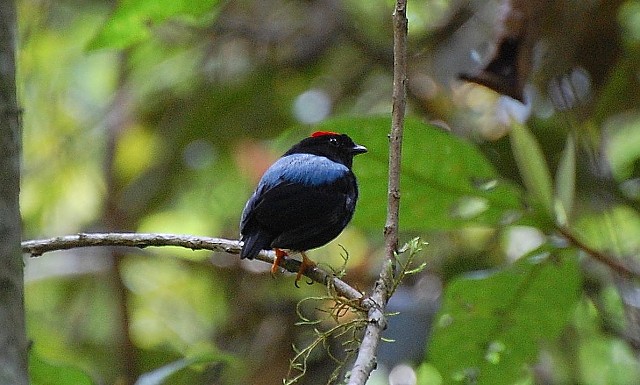 Foto tangará-príncipe (Chiroxiphia pareola) Por Stephen Jones | Wiki ...