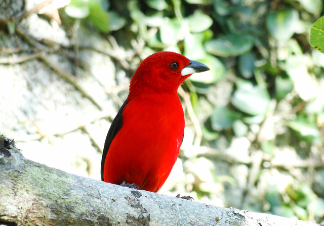 Foto tiê-sangue (Ramphocelus bresilia) Por Thalles Nathan | Wiki Aves ...