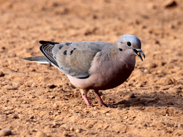 Foto avoante (Zenaida auriculata) Por Hugo Vale | Wiki Aves - A ...
