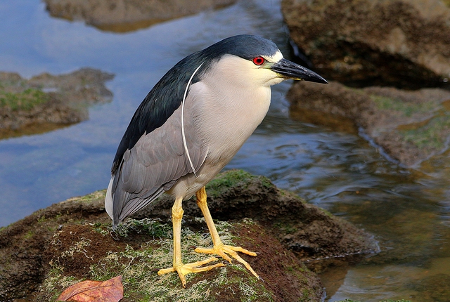 socó-dorminhoco (Nycticorax nycticorax) | WikiAves - A Enciclopédia das ...