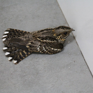 bacurau-chintã (Hydropsalis parvula) | WikiAves - A Enciclopédia das ...