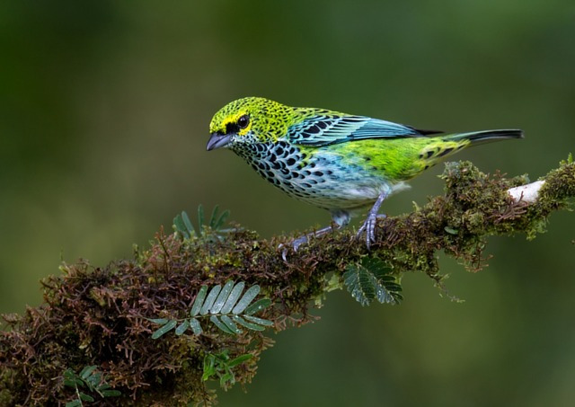 saíra-pintada (Ixothraupis guttata) | WikiAves - A Enciclopédia das ...