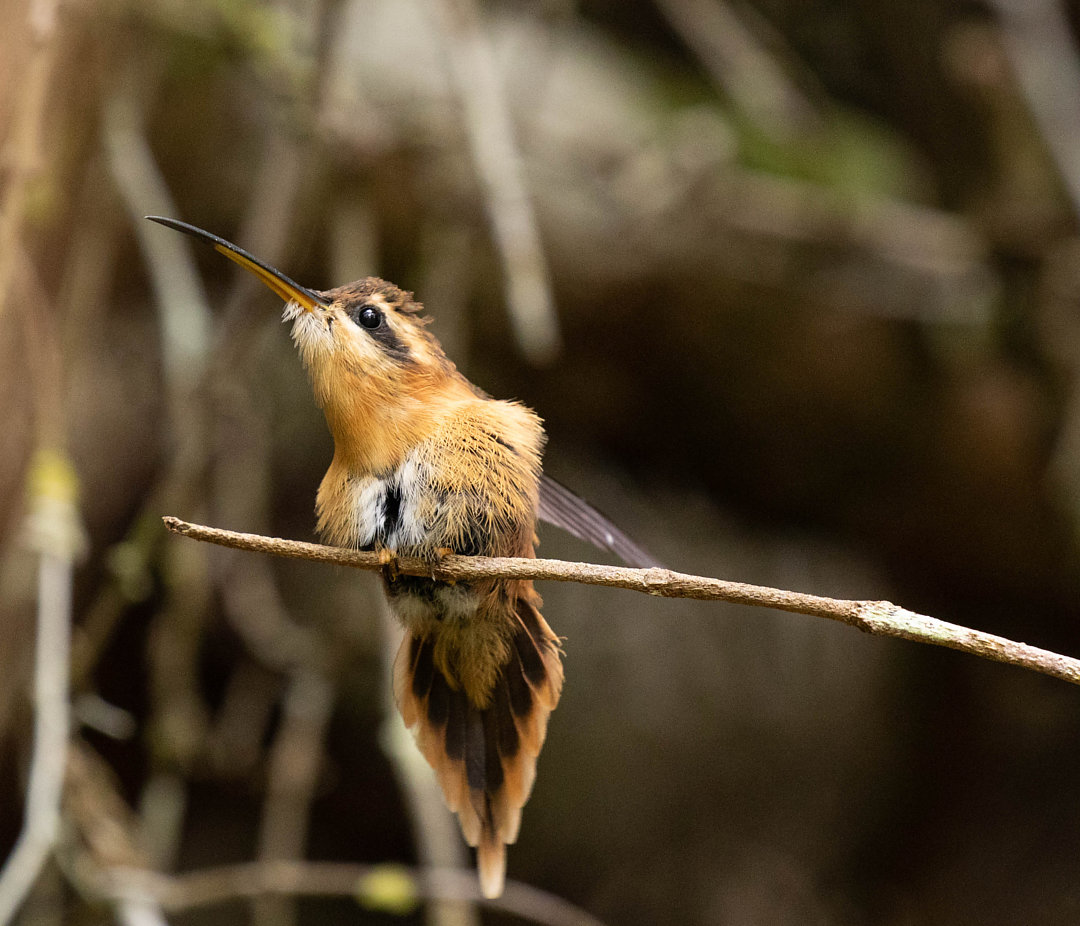 Foto rabo-branco-rubro (Phaethornis ruber) Por Jose Raeder | Wiki Aves ...