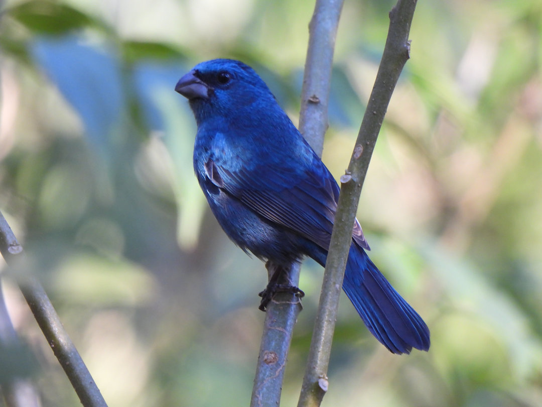 Foto azulinho (Cyanoloxia glaucocaerulea) Por Luciana Borba | Wiki Aves ...