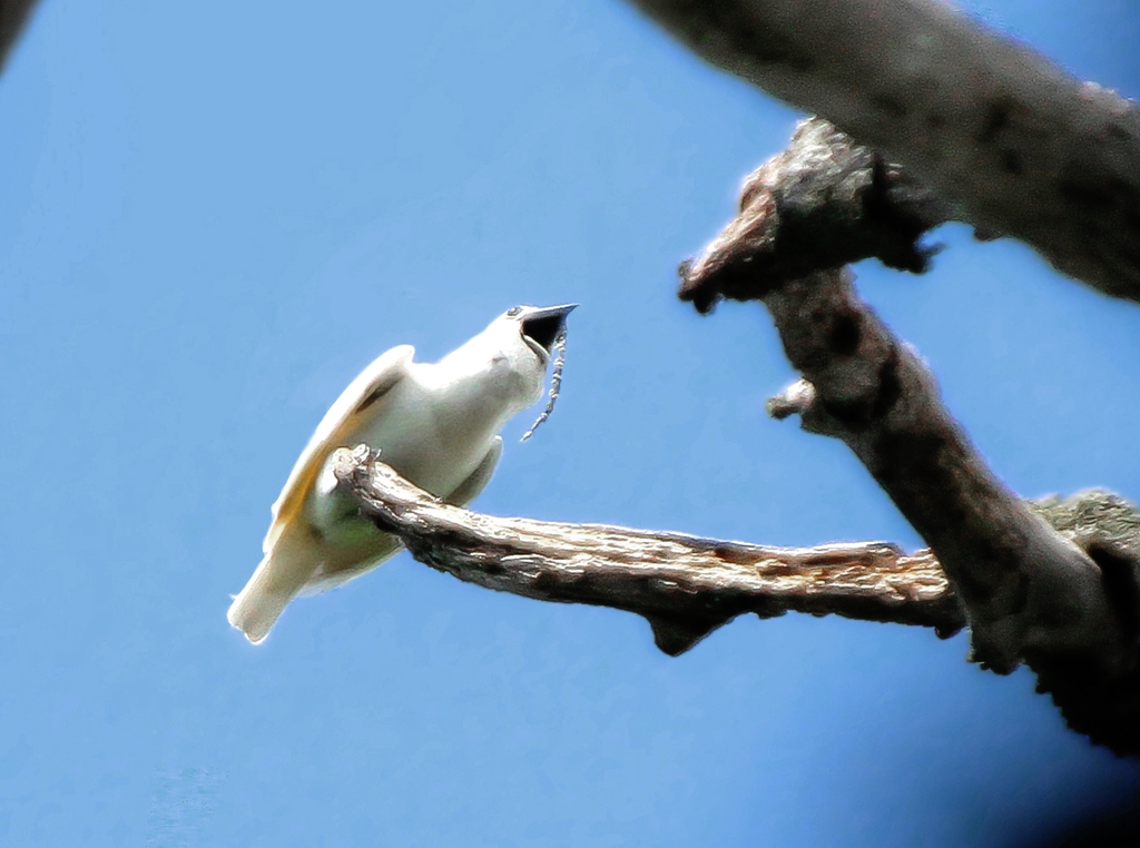 Foto araponga-da-amazônia (Procnias albus) Por Oscar Abener Fenalti ...