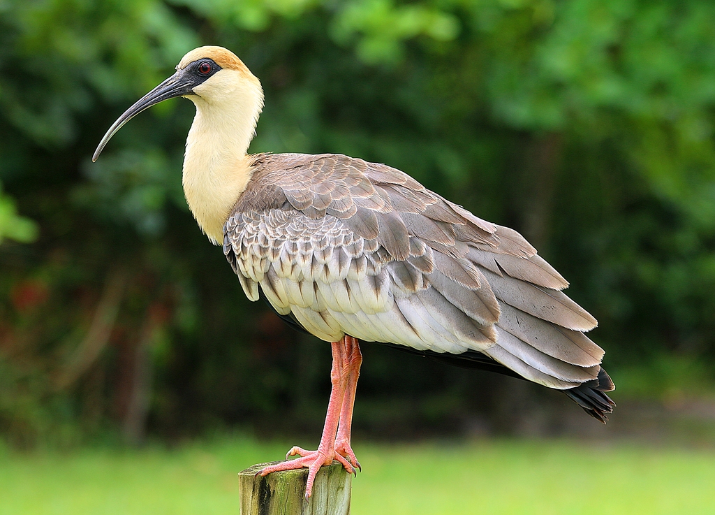 Foto curicaca (Theristicus caudatus) Por Leonardo Casadei | Wiki Aves ...