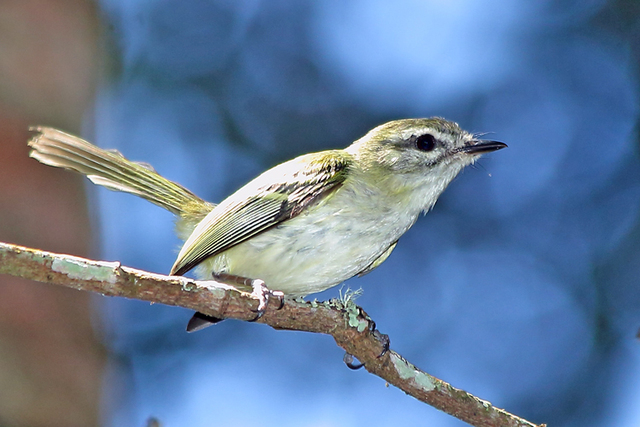 cara-pintada (Phylloscartes ceciliae) | WikiAves - A Enciclopédia das ...