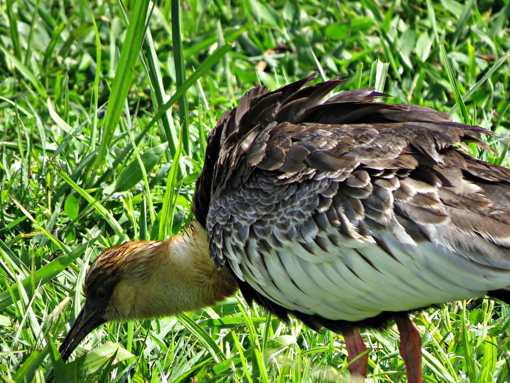 Foto curicaca (Theristicus caudatus) Por Fábio Toledo das Dores | Wiki ...