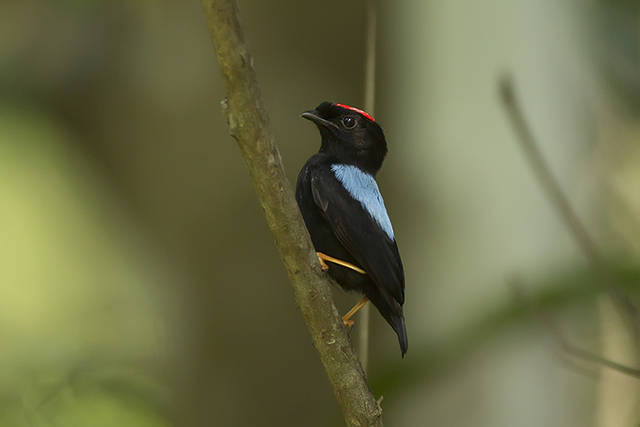 Foto tangará-príncipe (Chiroxiphia pareola) Por Gustavo Magnago | Wiki ...