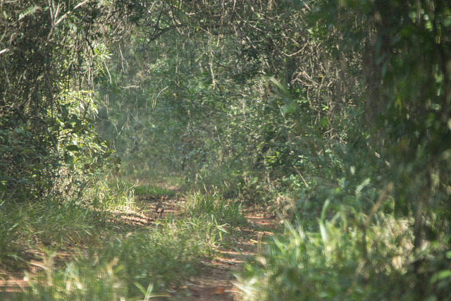 Foto perdiz (Rhynchotus rufescens) Por Andréa Pires | Wiki Aves - A ...