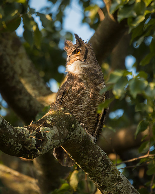 Foto jacurutu (Bubo virginianus) Por Sergio ReOli | Wiki Aves - A ...