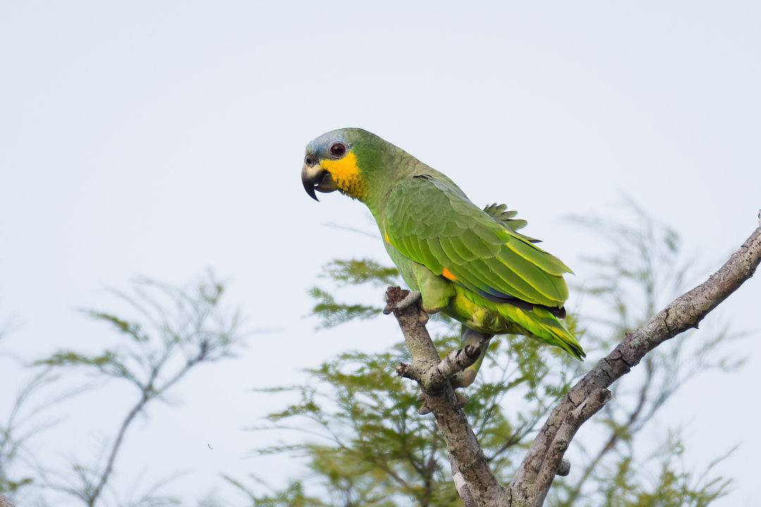 Foto curica (Amazona amazonica) Por Gilberto Botelho | Wiki Aves - A ...